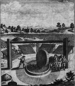 Wede, de koningin van de verfplanten | ECOTEX BLOG